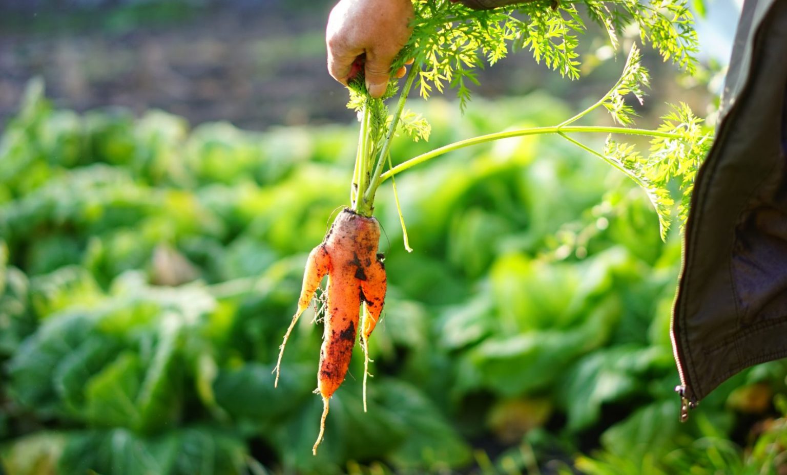 Sustainable food systems – Food Secure Canada