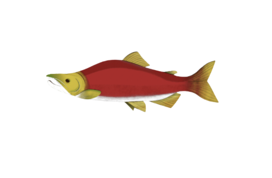 Indigenous Food Sovereignty – Food Secure Canada